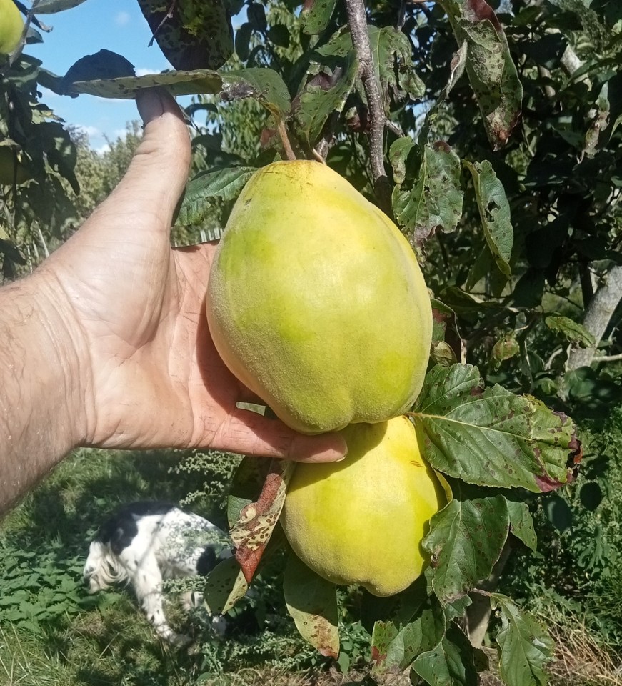 English grown GRAFTED QUINCE PEAR Fruit TREES 4ft Bare root November ...