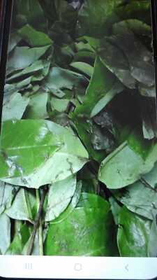 OHA LEAVES - Dry. Quality. Vegetable for Oha Soup . 25g@£4.50+£1.55 ...