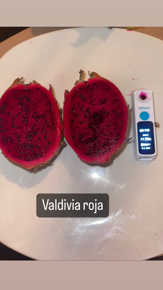 Mature “Valdivia Roja” Dragón Fruit Cuttings | eBay
