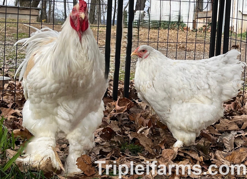 12+ GENTLE GIANTS~ LEMON LAVENDER SPLASH BRAHMA Fertile Chicken ...
