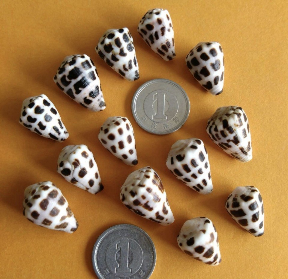 Hebrew Cone Shell from japan Okinawa shell | eBay