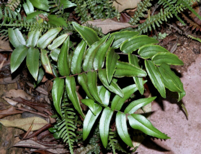 Fern spore - Pellaea paradoxa (Large-leaved Sickle Fern) | eBay