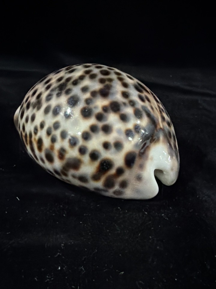 Cypraea Tigris 84.2mm No Collection Data (E206) | eBay