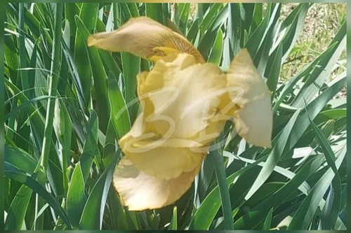 4 Heirloom Yellow Tall German Bearded Iris Rhizomes/Bulbs Fresh Cut ...
