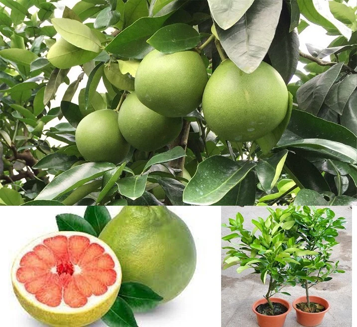 Pomelo Tree
