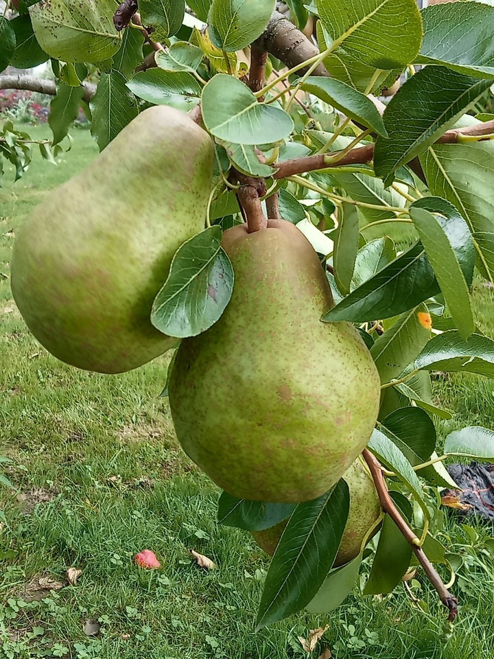 4ft Pear trees UK grown | eBay UK