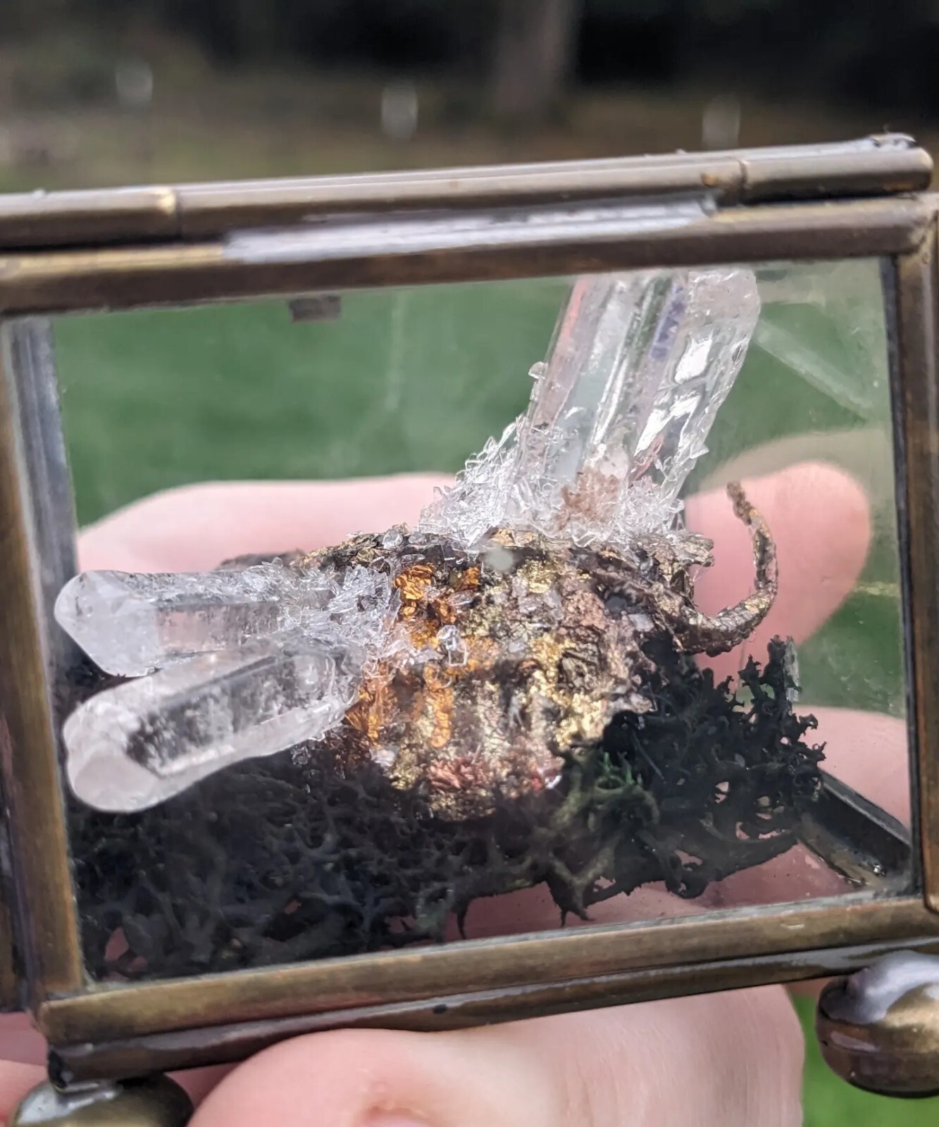 Real Preserved gilded turtle Taxidermy Oddities Art coffin jewelry box ...