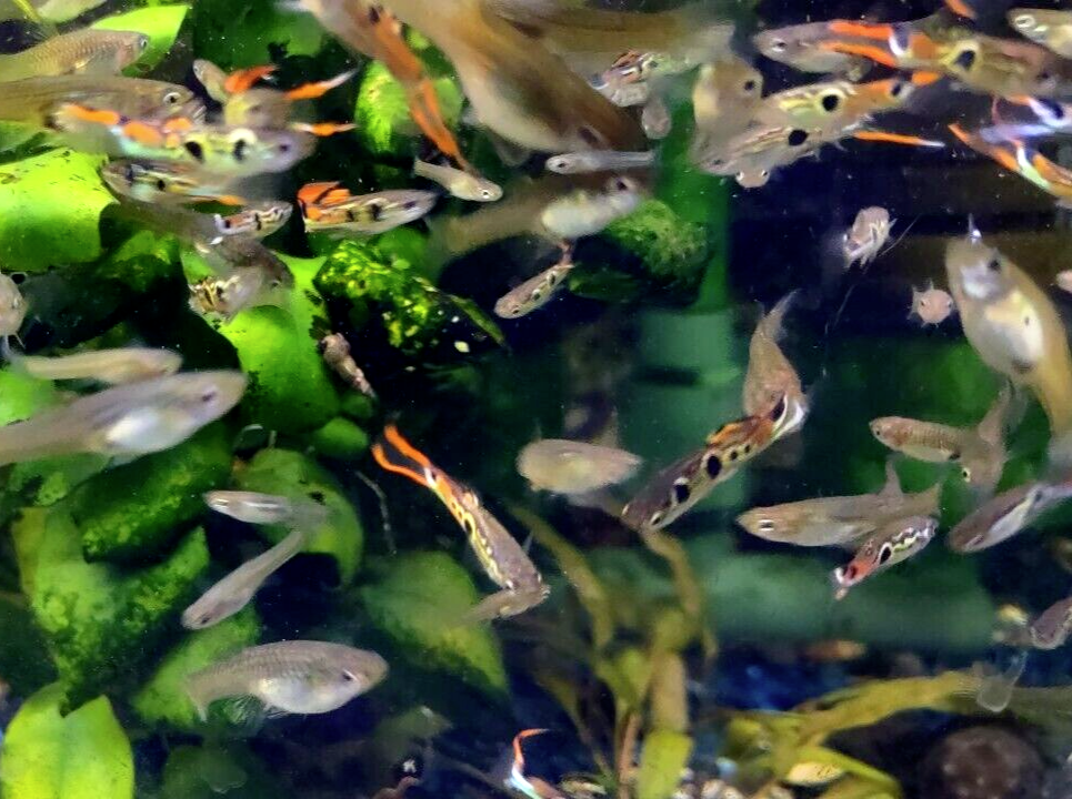 PURE RUSSIAN RED STAECK Endler's 3 Pairs (2 Pair+ One Free Pair (3M/3F ...