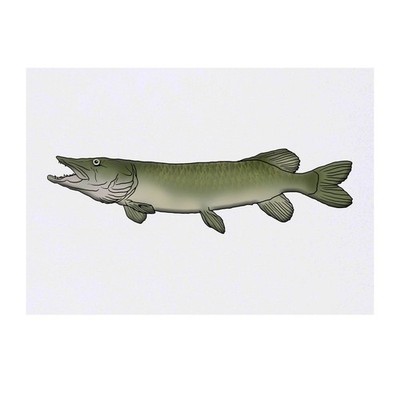 'Pike Fish' Temporary Tattoos / Transfers (TO00041152) | eBay