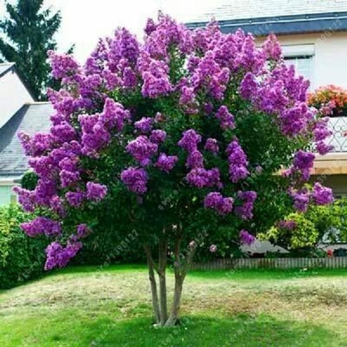 25+ JAPANESE TREE PURPLE LILAC SEEDS PERENNIAL POWERFUL LOVELY FRAGRANT ...