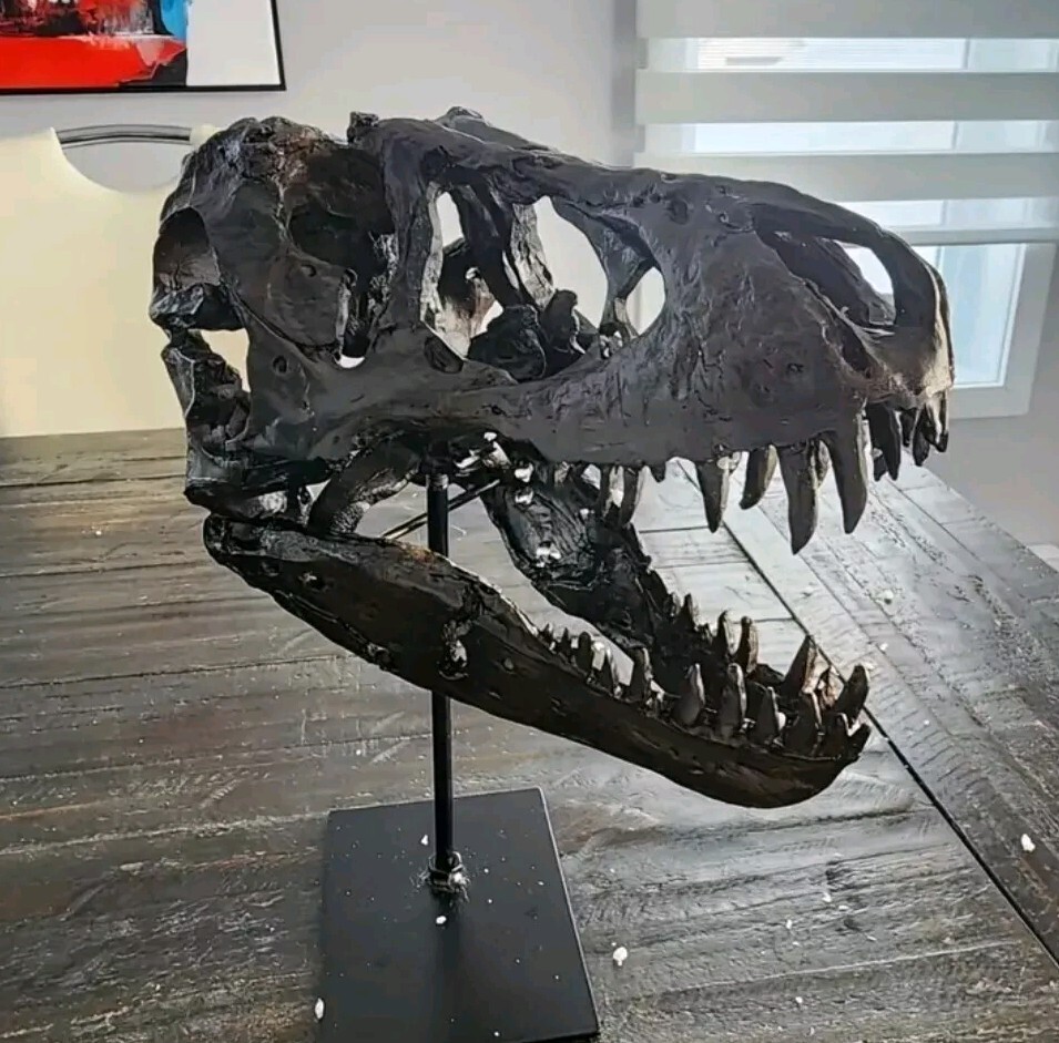 Realistic T-Rex Dinosaur Skull High Definition 1:10 Resin Replica With ...