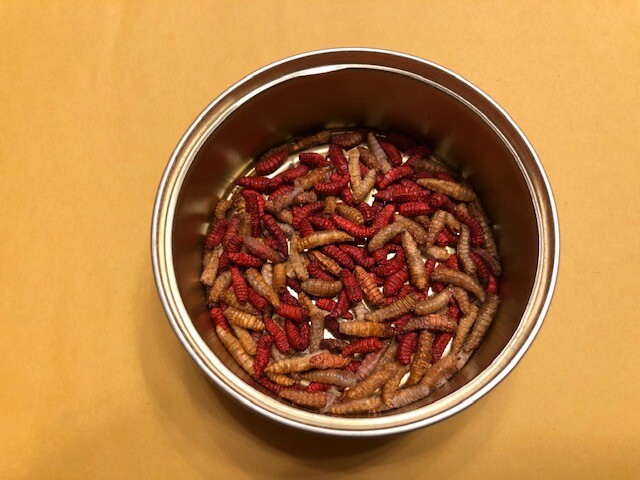 100 Maggots Freeze Dried Uncle Josh Ice Fishing Bait Reptile Spikes Add ...