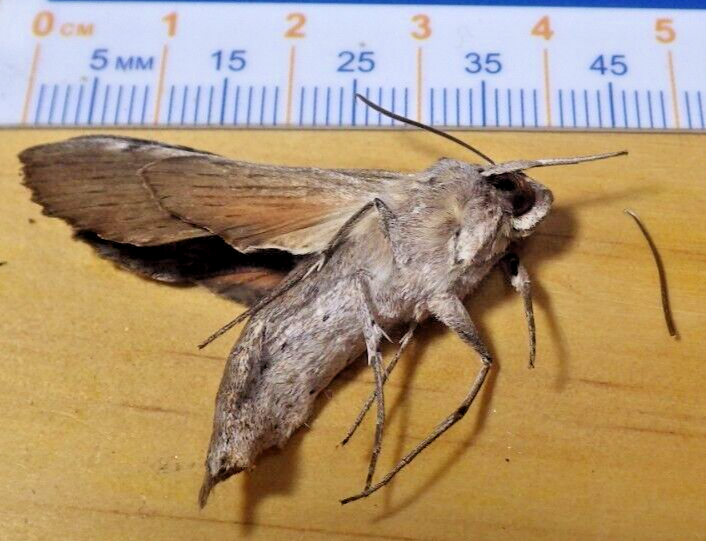Obscure Sphinx Moth Erinnyis obscura Sphingidae Lepidoptera South Texas ...