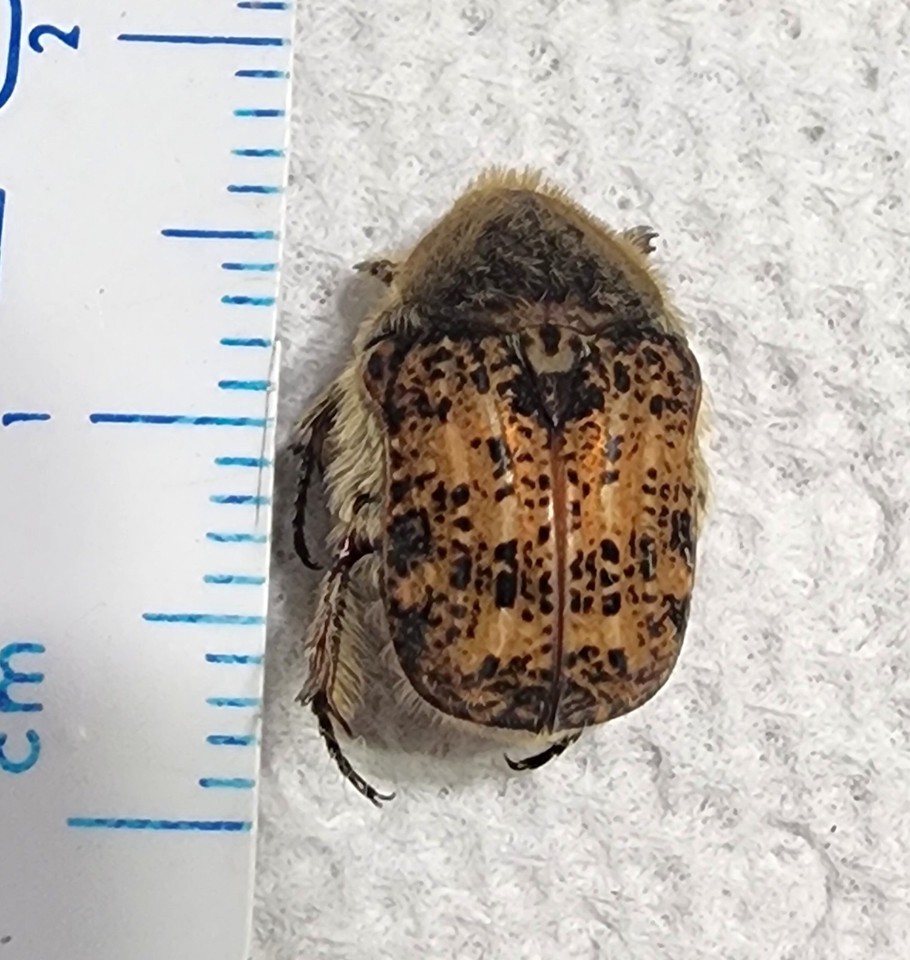 Euphoria inda Bumblebee Flower Beetle Indiana #47N Fruit Chafter Insect ...