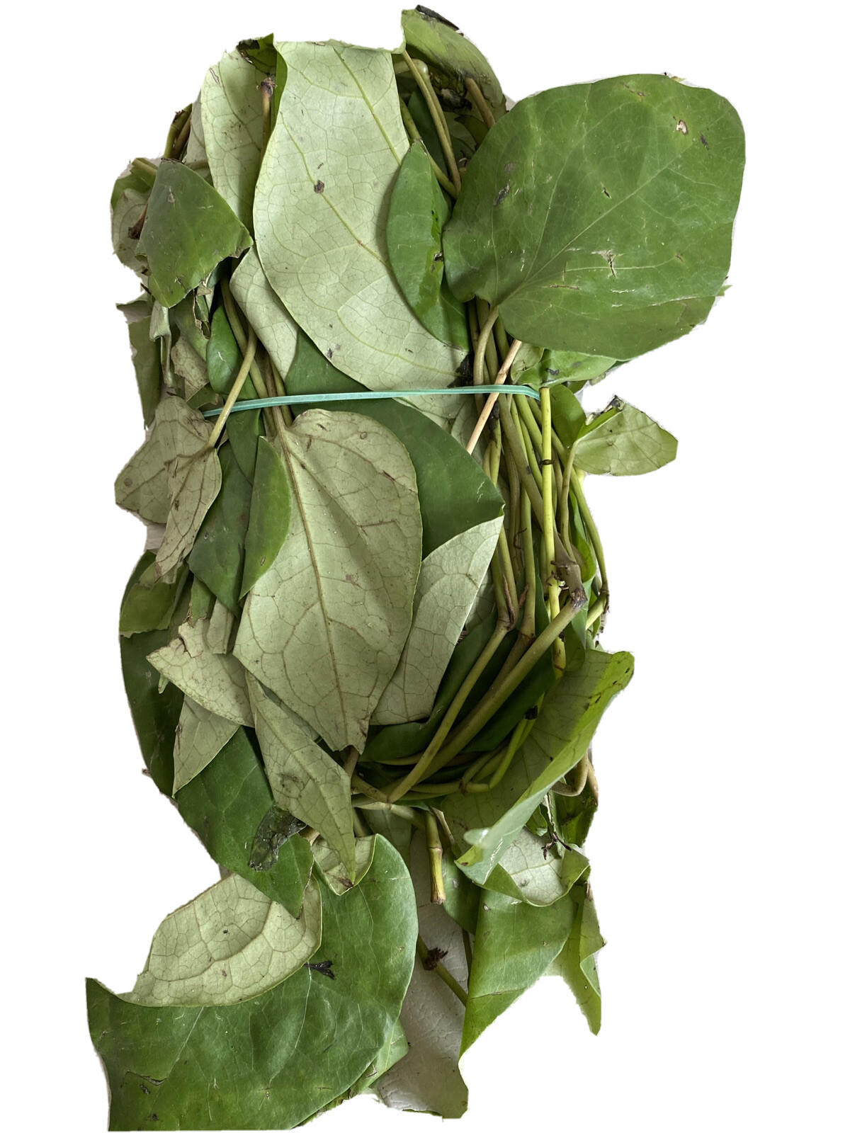 FRESH UZIZA LEAVES - 2 Bunches For £10. Freshly Cut Uziza Leaves With ...