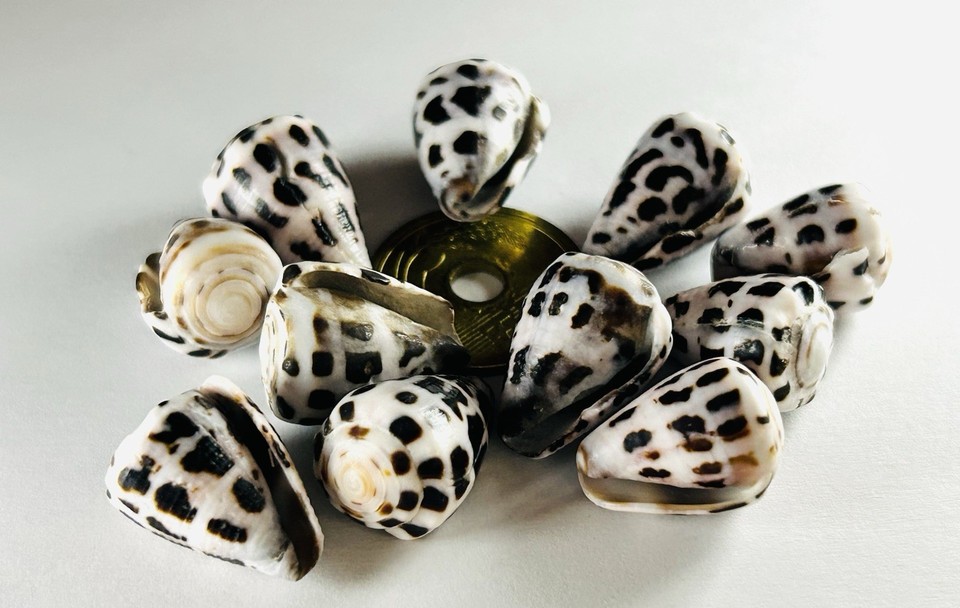 Natural Seashell Cone Shell Small size Art Craft Shells of Okinawa | eBay