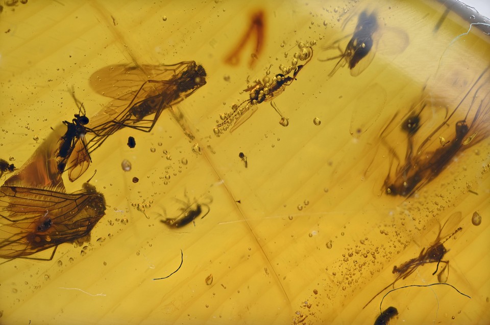 Swarm of Bittacidae (Hanging Fly), Fossil inclusion in Burmese Amber | eBay