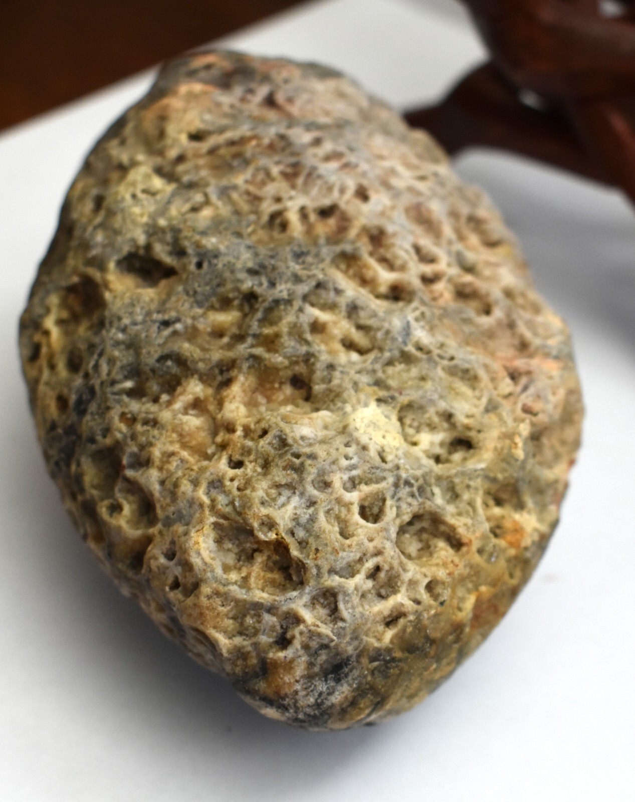 Golden Drusy Crystal Brain Geode North Carolina on Display Carved Wood ...