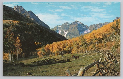 Maroon Bells Aspen And Cattle Beef Landscape Colorado Rockies Vintage ...