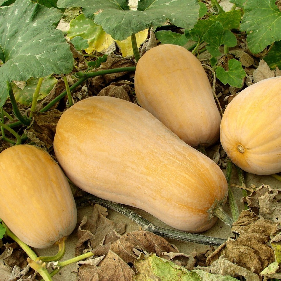 1 Lb Waltham Butternut Winter Squash Seeds - Everwilde Farms Mylar Seed ...