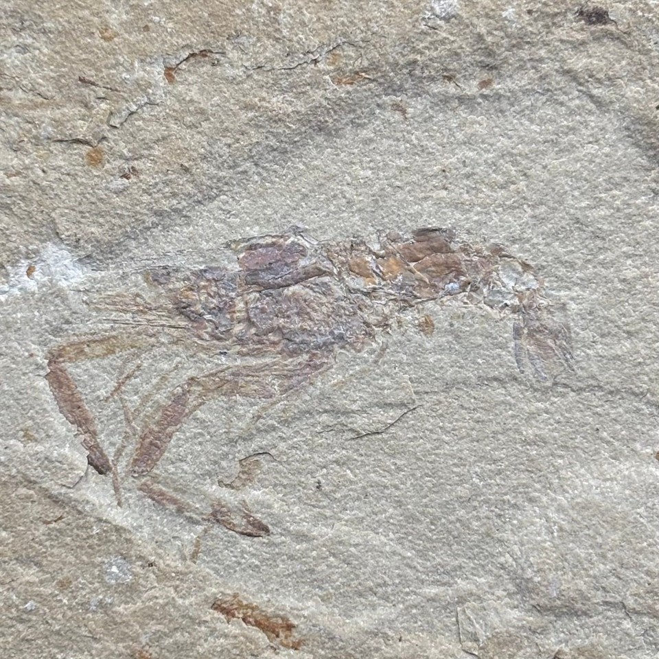 Carpopenaeus septemspinatus fossil shrimp – Late Cenomanian Sannine ...