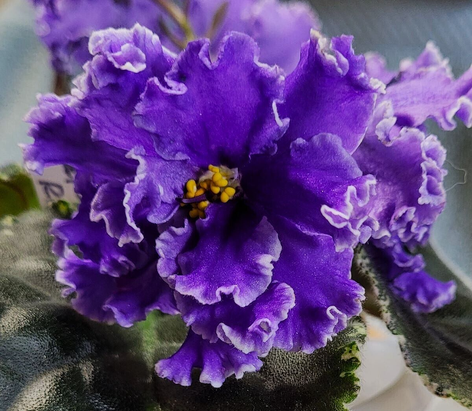 African Violet PLANT ~ VAT-SINYAYA ROSKOSH Variegated HUGE BLOOMS Big ...