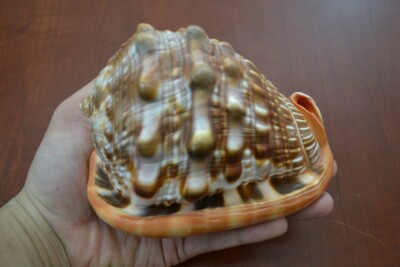 RED CAMEO HELMET BULLMOUTH SEA SHELL BEACH DECOR 5" - 6" #7039 | eBay