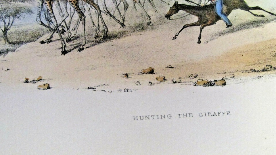 William Cornwallis Harris "Hunting The Giraffe" 1852 Africa Lithograph ...