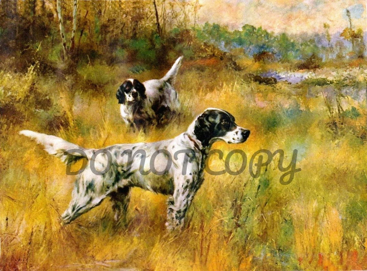 Upland English Setters