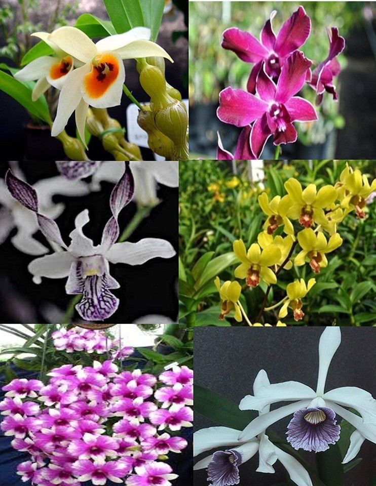 (M9) Choose 4+ Live Orchids plants | eBay