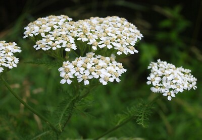Yarrow Plants Package Of 20 - Bare Root Plant Achillea Millefolium ...