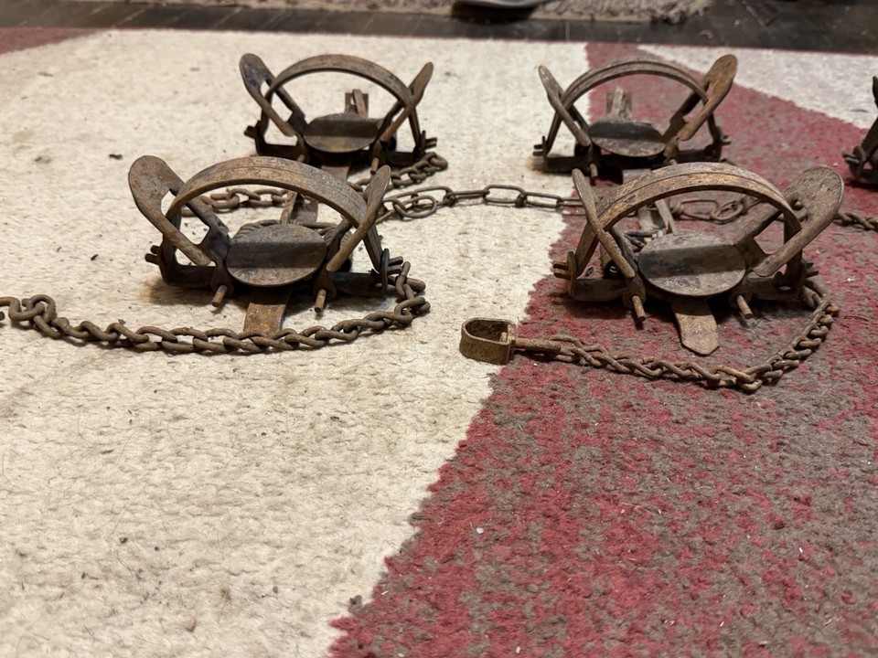 (6) Victor #1 1/2 Round Pan Coil Spring Traps Mink Raccoon Muskrat Fox ...