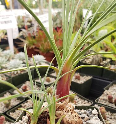 Calibanus hookeri cactus Cacti Succulent real live plant | eBay