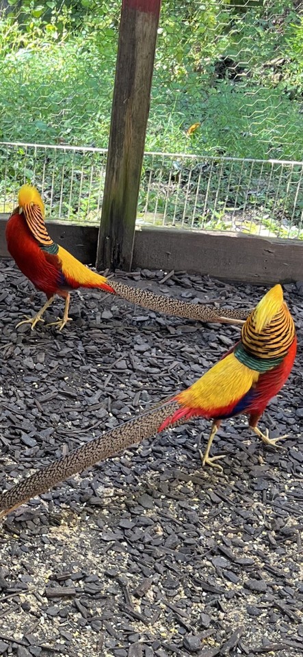 4 Red Golden PHEASANT HATCHING EGGS Ships Now Last Eggs Available This ...