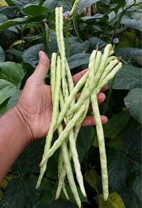 Dwarf Green Snake Bean - A Rare Bush Variety Yardlong, Bora, Chinese ...