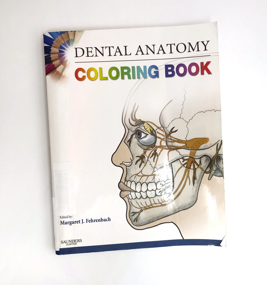 Dental Anatomy Coloring Pages