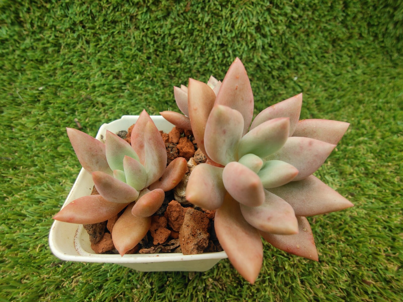 Ruby Donna multiple 10cm diameter Pachyphytum succulent | eBay