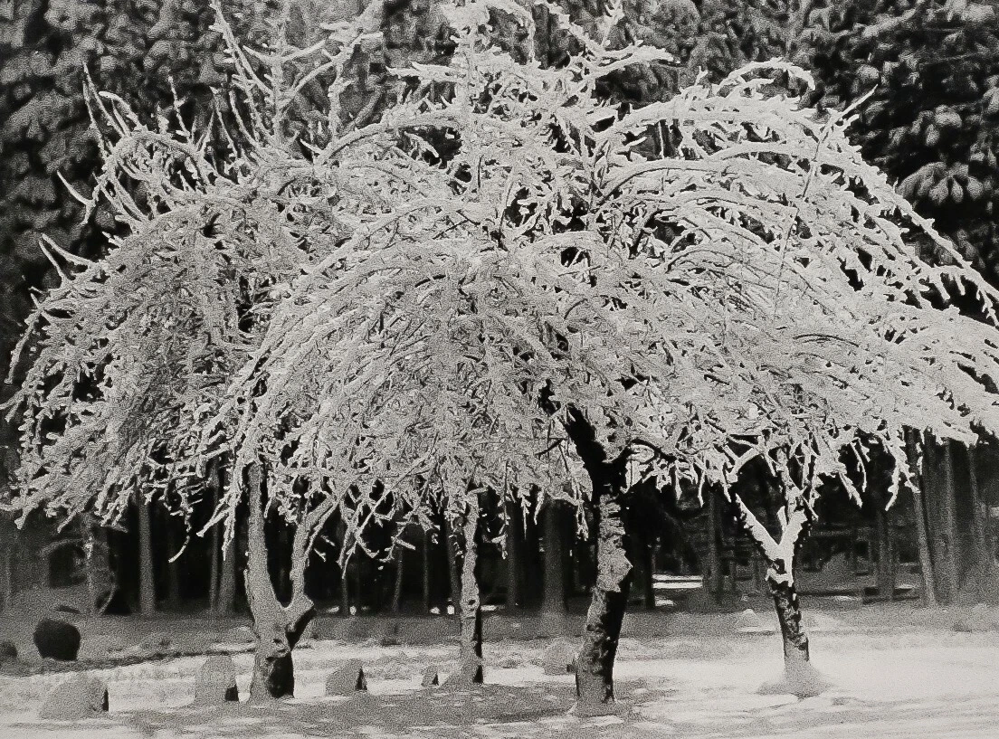 Ansel Adams Photography Winter Trees