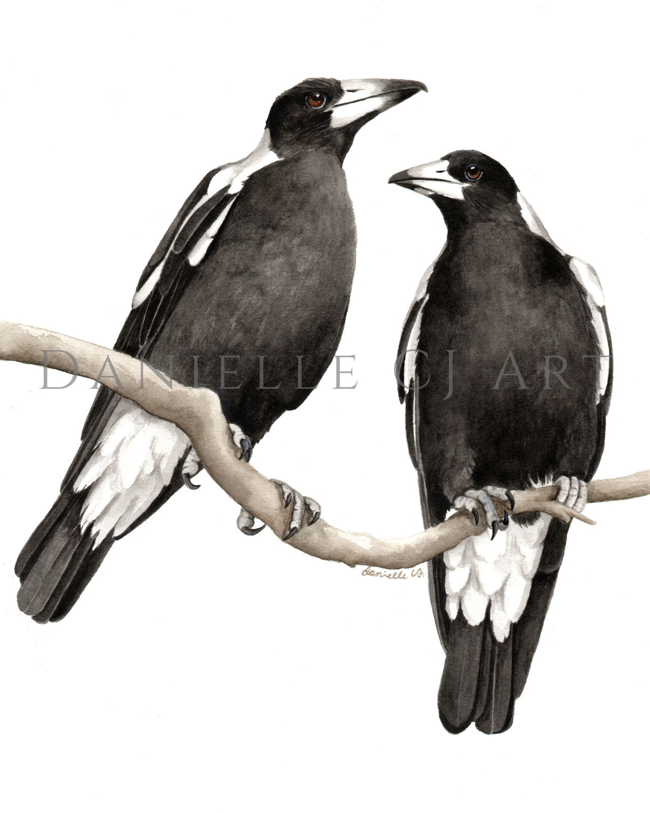 Watercolour Australian Magpie Pair Print | eBay