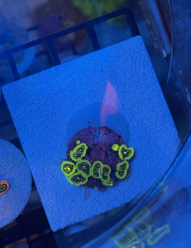 Bright Exosphere Zoa WYSIWYG Small Colony Zoanthid Coral Frag ...