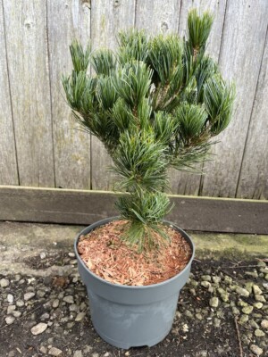 Blue Japanese White Pine Tree - Pinus parviflora - 40/60cm (5L) | eBay UK