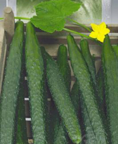 Cucumber seeds Chinese cold-resistant 10 pcs. (Огурец китайский ...