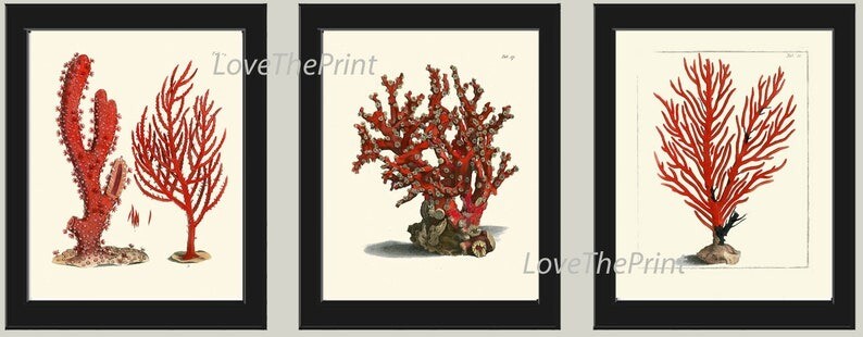 Red Coral Prints Wall Art Set of 4 Beautiful Antique Vintage Sea Ocean ...