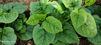 100+ Green Malabar Spinach Seeds /Ceylon /Mồng Tơi for 2024 season USA ...