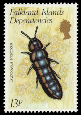 FALKLAND ISLANDS 1L68 (SG104) - Insects "Cryptopygus antarcticus ...