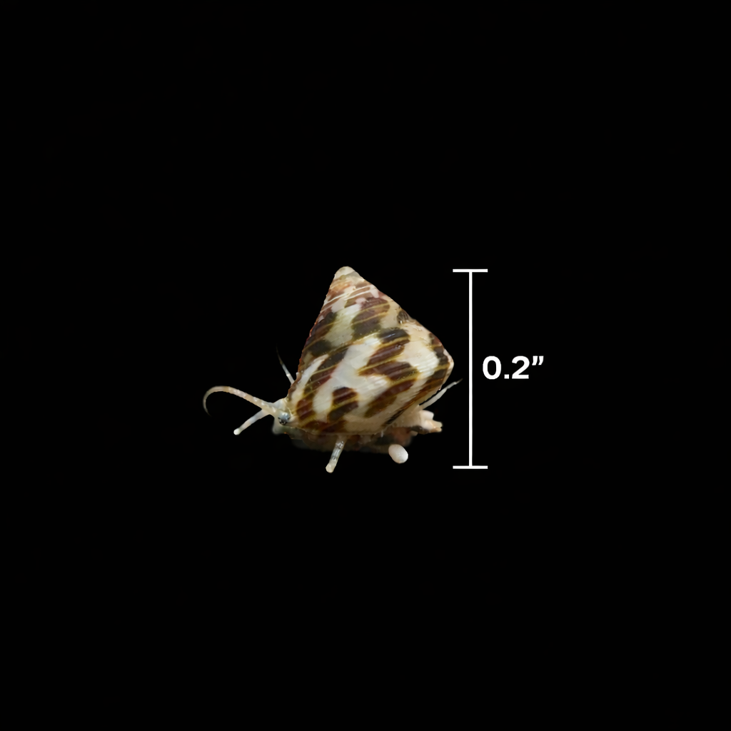 Captive-Bred Collonista Snails (Mini Trochus) – Live Reef-Safe Cleanup ...