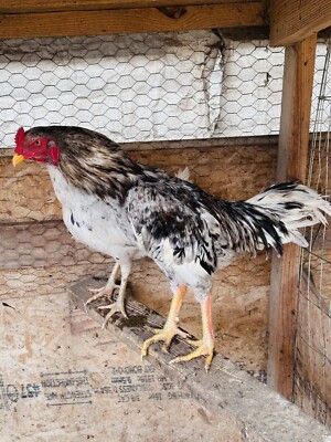 Pakistani Asil/Aseel Hatching Eggs | eBay
