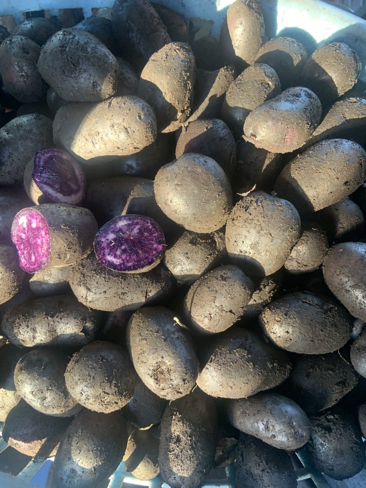 VITANOIRE Seed Potatoes - Blue/purple Potatoes, Ready to Plant 12 ...