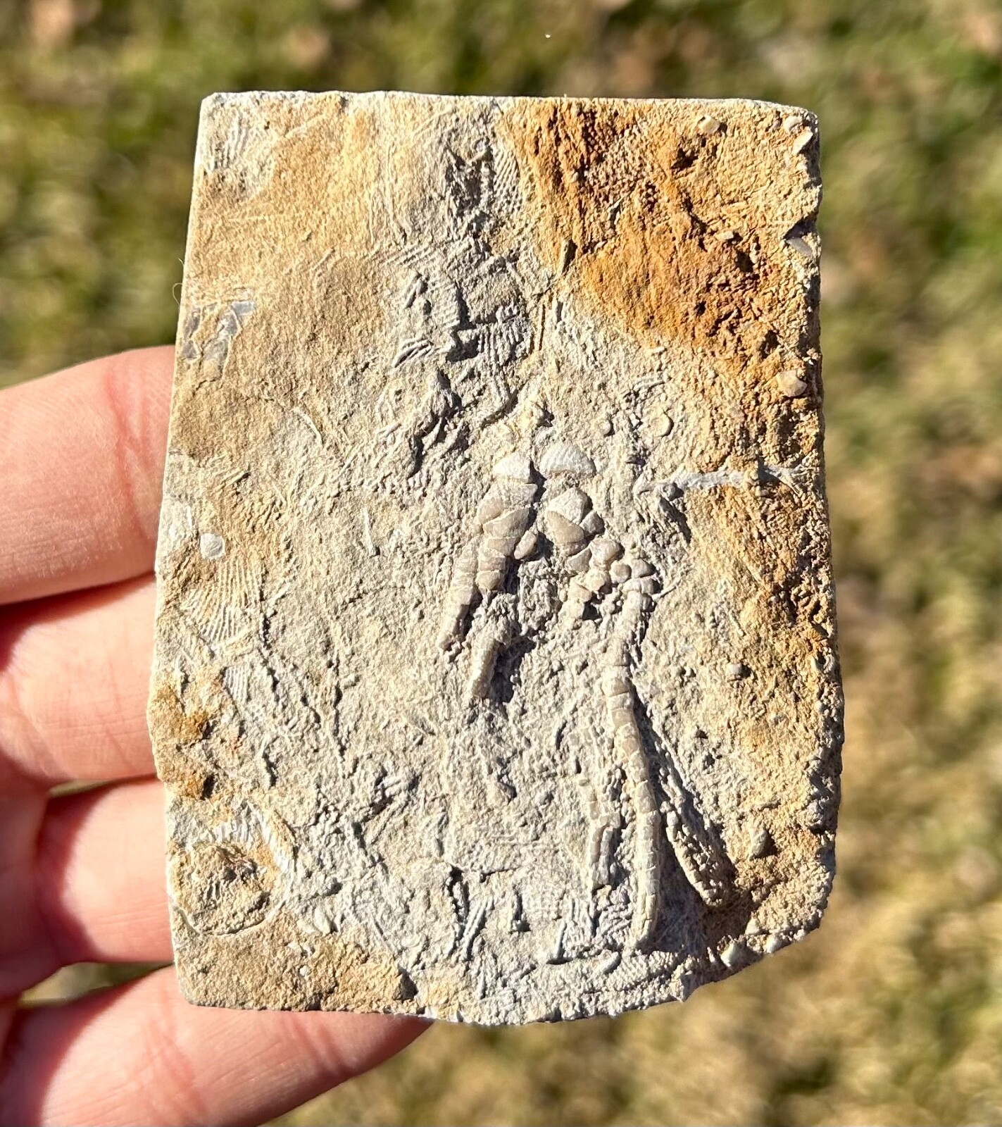 Phacelocrinus Crinoid Fossil in Matrix Alabama Bangor Limestone ...