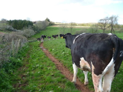 Photo 6x4 Mid Devon : Following the Cows Loxbeare The cows are ...